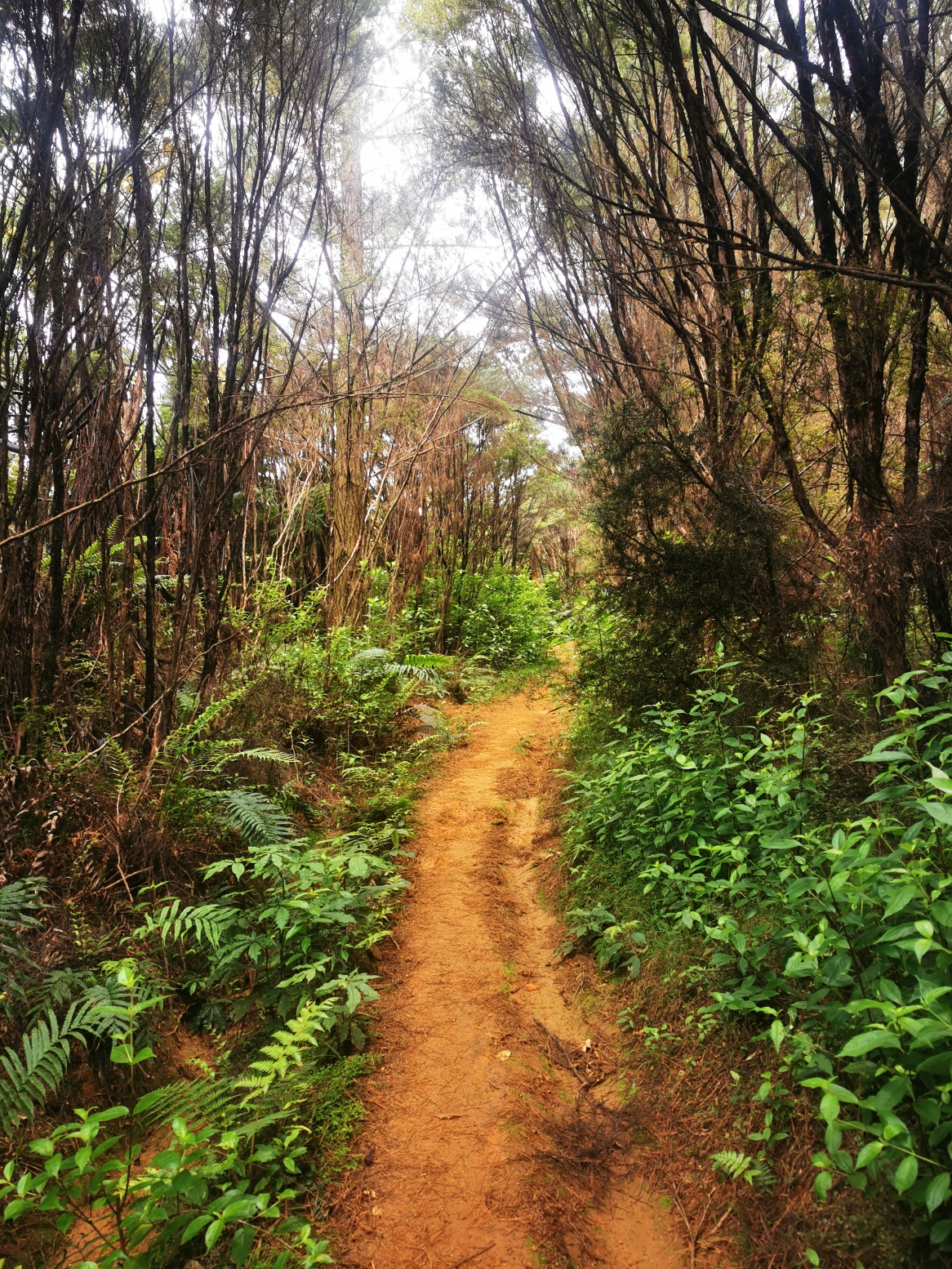 Te Araroa Nordinsel: Von Stillwater zum Dome Forest - Abenteuer Outdoor